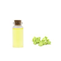 China Pure Hops Essential Oil , Humulus Lupulus Essential Oil For Skin Moisturizing for sale