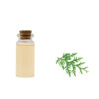 China Platycladus Orientalis 100 Natural Essential Oils Arborvitae Essential Oil for sale