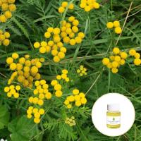 China Indigo Blue Wormwood Essential Oil Skin Soothing Tansy Essential Oil for sale