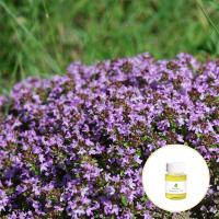 China Pure Natural Fresh 100% Thyme Essential Oil Respiratory Diseases Treatment for sale