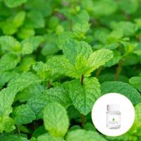 China Aromatherapy Pure Natural Peppermint Essential Oil OEM Custom Body Massage for sale