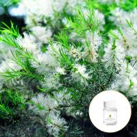 China Anti Acne 100% Pure Natural Organic Tee Tree Essential Oil For Relaxing Skin for sale