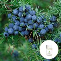 China light green 100% Pure Natural Juniper Essential Oil / Juniper Berry Oil Body Slimming for sale