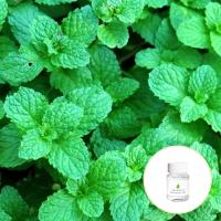 China Natural 100% Pure Body Massage Spearmint Essential Oil For Skin for sale