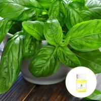 China OEM 100% Pure Natural Organic Holy Basil Essential Oil Anti Inflammation for sale