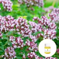China OEM 100% Pure Natural Sweet Marjoram Essential Oil Plant Extract for sale