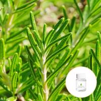 China Private Label Customize Rosemary Essential Oil For Skin Whitening Aromatherapy for sale
