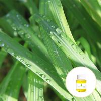 China Organic Lemon Grass Essential Oil 100% Pure Natural OEM / ODM for sale