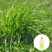 China Organic Natural Aromatherapy Slimming Lemongrass Essential Oil 100% Pure for sale