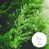 China Colorless 100% Pure Natural Top Grade Cypress Essential Oil Amber Flavor for sale