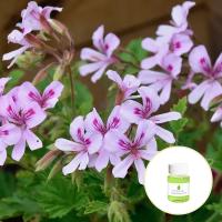 China OEM 100% Pure Natural Geranium Essential Oil Organic for Body SPA for sale