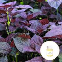 China Organic 100% Pure Natural volatile Perilla Leaf Essential Oil For Skin Care for sale