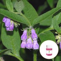 China Oem Lithospermum Raw Material Borage Essential Oil Skin Ulcers Treatment for sale