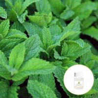 China Provide Label Peppermint Essential Oil For Hair Growth for sale