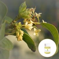 China Scalp Circulation And Hair Growth Laurel Essential Oil For Cosmetics for sale