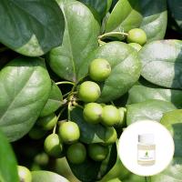 China Anti Inflammatory Sterilization Aromatic Holly Oil Pure Methyl Salicylate for sale