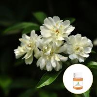 China Bulk Pure Banksia Essential Oil Body Skin Care Relax Smooth Muscle for sale