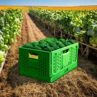China Virgin Plastic Collapsible Folding Vegetable Crate for Agriculture Fruits Transportation for sale