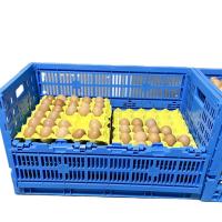 China Mesh Style Foldable PP Plastic Egg Crate for Transportation in Poultry Meshy Box Design for sale