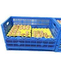 China PE/PP Material Mesh Style Collapsible EGG Container Perfect for Storage and Shipping for sale