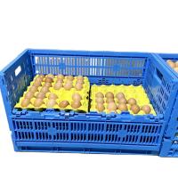 China Foldable and Collapsible Egg Crate Meshy Box for Convenient Egg Transportation Solutions for sale
