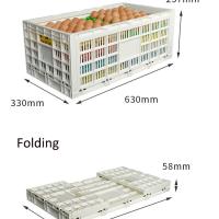China PE Material Custom Plastic Egg Tray for Food Storage Container Sturdy Mesh Style for sale