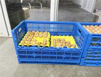 China Stackable Mesh Plastic Crate for Industrial Vegetable and Fruit Storange Solution for sale