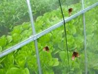 China Insect Netting Mesh UV Resistant Anti mosquito screen For Vegetables Fruit Trees & Greenhouse for sale