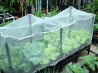 China Protects Seedlings And Delicate Bug Net For Plants From Pests Frost And Harsh Weather for sale