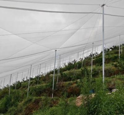 China 3m Width  Anti Insect Netting 50 Mesh For Vegetable Greenhouse for sale