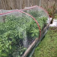 China 3m Anti mosquito screen 50 Mesh To Protect Vegetables Anti Bug Mesh for sale