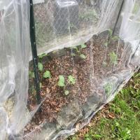 China Anti Insect Net For Year Round Crop Protection Pest Barrier Bug Netting For Plants UV Resistant for sale