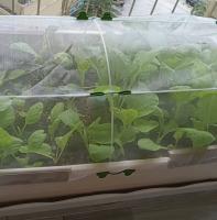 China PVC 40mesh Insect Mesh Net Non Toxicity For Greenhouse Protections for sale