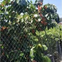 China Light Weight Anti Bird Netting For Garden Easy To Install For Grapes for sale