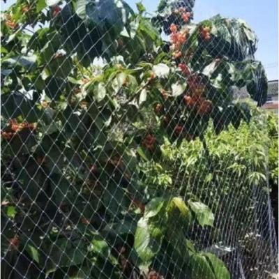 China Light Weight Anti Bird Netting For Garden Easy To Install For Grapes for sale