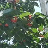 China Light Weight Anti Bird Netting For Garden Easy To Install For Grapes for sale