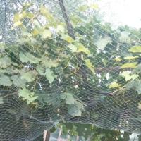 China Agricultural Anti Bird Net Bird Proof Netting With UV Protection for sale
