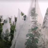China HDPE Different Size Garden Netting 30-50 Mesh For Vegetables for sale