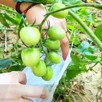 China White Plastic Mesh Produce Vegetable Protection Bags Breathable And Eco Friendly for sale