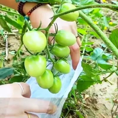 China White Plastic Mesh Produce Vegetable Protection Bags Breathable And Eco Friendly for sale