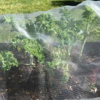 China PVC 50 Mesh Fine Garden Netting For Garden Cover 30m-100m/roll for sale