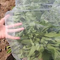 China Breathable Mesh Mosquito Window Screen Allows Fresh Air And Natural Light for sale