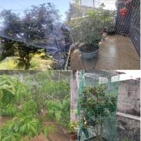 China Farm And Orchard Knotted Anti Bird Net With Customers Request for sale