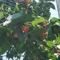China Farm And Orchard Knotted Anti Bird Net With Customers Request for sale