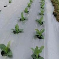 China Multi Purpose Plastic Films For Agricultural Applications Greenhouse Mulching And Crop Protection for sale