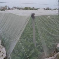 China Lightweight And Breathable Garden Netting Easy To Install For Vegetable Beds for sale