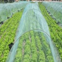 China 60 Mesh 100g/M2 Garden Netting  Anti Mosquito Bug Netting For Garden for sale