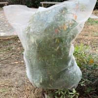 China 60 Mesh 100g/M2 Garden Netting  Anti Mosquito Bug Netting For Garden for sale