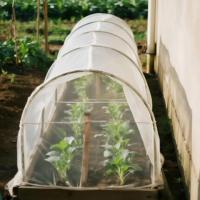 China 3m Width HDPE Garden Netting Providing Protection for Vegetables Fruits and Flowers for sale