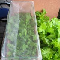 China Plastic Garden Netting For Plant Vegetables And Fruits for sale